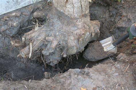How To Remove A Tree Stump Follow Our Practical Guide Gardeningetc