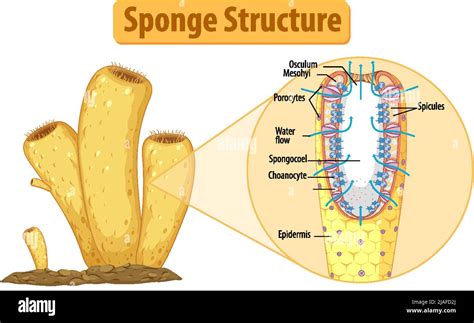 Diagram Showing Structure Of Sponge Illustration Stock Vector Image And Art Alamy
