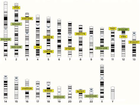 Bio30 Lab Practical 2 Flashcards Quizlet