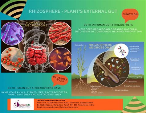 Gutmicrobiome Rhizospheremicrobiome Sustainableagriculture
