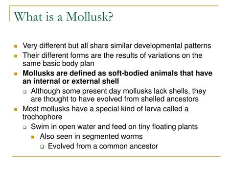 Ppt Chapter 27 Mollusks And Annelids Powerpoint Presentation Free