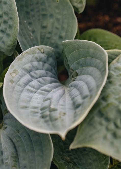 Hosta Big Daddy – Burford Garden Co.