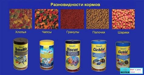 Как правильно выбирать сухой и живой корм для рыбок? Особенности, виды ...