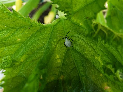 Young Nymphs Of A Squash Bug Pest Control Canada