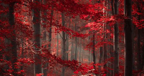 سید متین حسینی