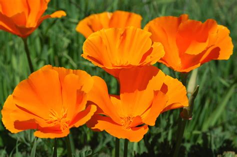 15 Vibrant Orange Flowers That Brighten Any Garden