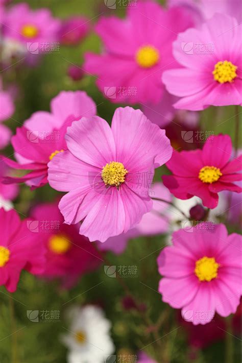 大波斯菊 自然美 垂直画幅 无人 特写 田地 植物 植物学 清新 大特写