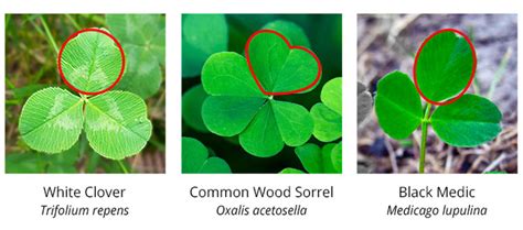 Is Clover A Weed And What Does It Look Like Clover Identification Guide