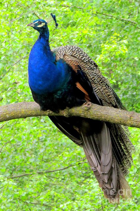 Peacock Perch Photograph By Frank Townsley Fine Art America