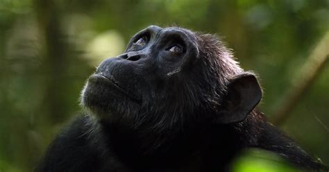 Chimpanzees Go Through Menopause Too The New York Times