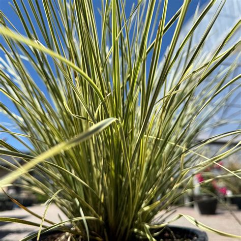 Lomandra Liberty Landscape Supply