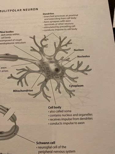 Structure Of A Typical Multipolar Neuron Flashcards Quizlet
