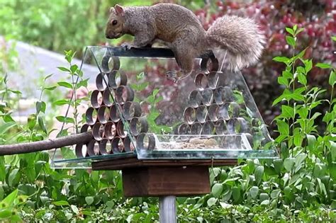 Squirrel Feeder Bird Proof At Mariann Decaro Blog