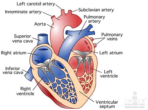 Frog Heart Anatomy