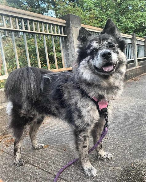 Australian Shepherd Chow Mix Info Pictures Traits And Facts Happy