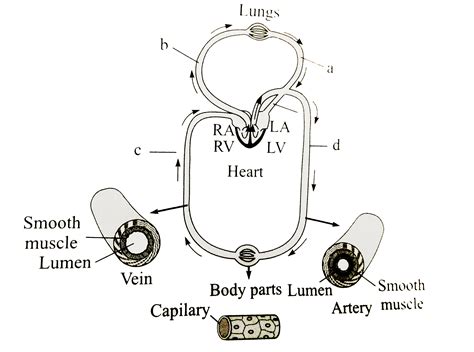 Section A Topicwise Questions Topic 5 Double Circulation And Regulation Of Cardiac Activity