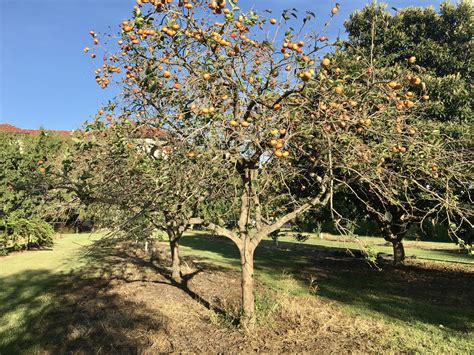 Persimmon Tree American Native Wild Juniper Nursery