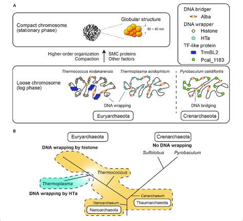 Model Of Archaeal Chromosome Folding A In Euryarchaeota Histone Download Scientific