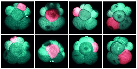 【cell】揭秘生物学奇迹！哈佛研究团队发现这种全身断裂还能再生的干细胞机制胚胎