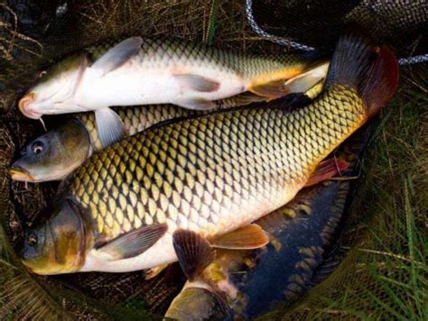 Рыба сазан описание способы ловли места обитания нерест как выглядит польза и вред рыбы