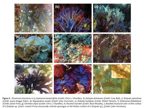 Brilliant And Intense Structural Colour In Marine Algae South London