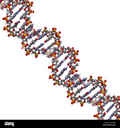 DNA Structure Computer Model Of Part Of The Gene For Human Growth Hormone Shown In The B DNA