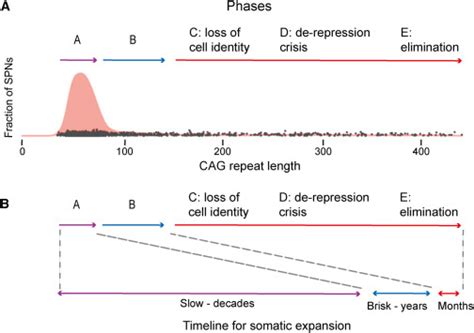 Somatic Cag Repeat Expansion Drives Neuronal Loss In Huntingtons Disease Neuron