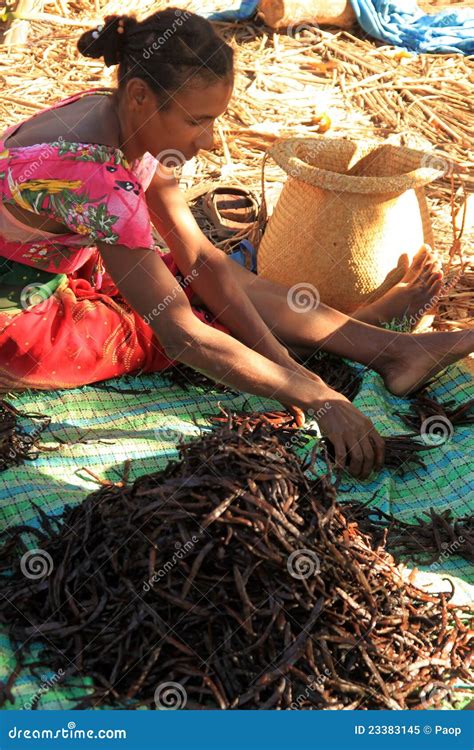 Sorting And Packing Vanilla Editorial Image Image Of Bean Expensive