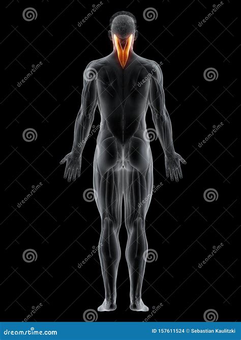 3d Illustration Of The Splenius Capitis Muscles Anatomical Position On