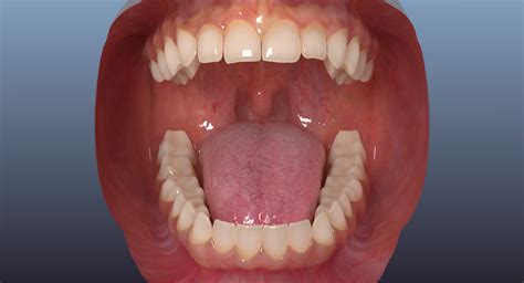 3d Mouth Gums Cheeks Turbosquid 1471564