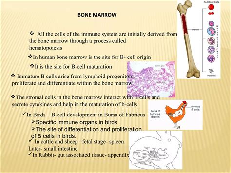 Lymphoid Organs Ppt Ppt
