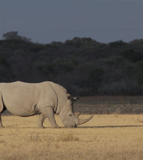 Safari Botsuana Khama Rhino Sanctuary Consafarity