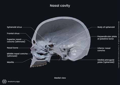 Nasal Cavity Anatomyapp