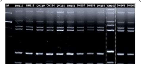 Multiple Locus Variable Number Tandem Repeat Analysis Mlva Genotyping