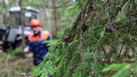 Лесные инновации: На пути к устойчивому и эффективному лесному ...