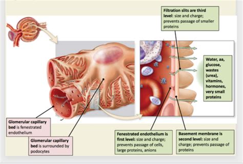 Bio 3455 Urinary System Flashcards Quizlet