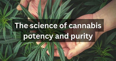 Exploring Cannabis Potency And Purity A Science Guide
