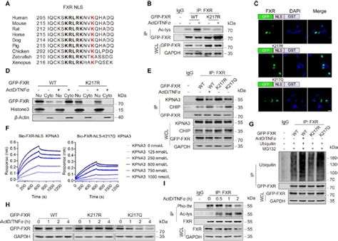 Fxr Posttranslational Modification Controls Its Nucleocytoplasmic