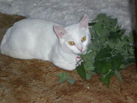 The Best Views Of What Does Catnip Look Like 2025