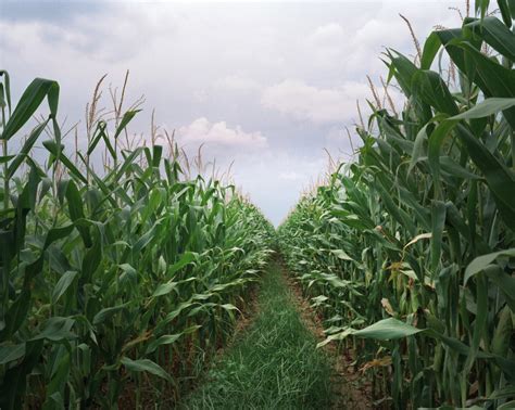 Weather Wednesday How Does Corn Impact Humidity