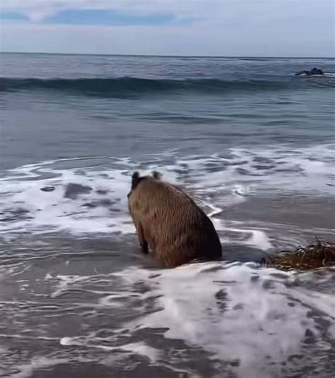 Професор Цветковиќ On Twitter Ви текиња на дивото прасе што го напраифме славно Епа ене го се