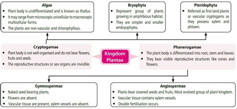 Kingdom Plantae Chart