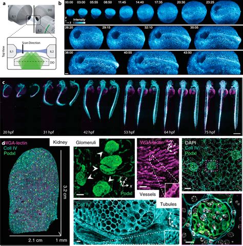 Light Sheet Microscopy Provides Fast Imaging With Minimized Download Scientific Diagram
