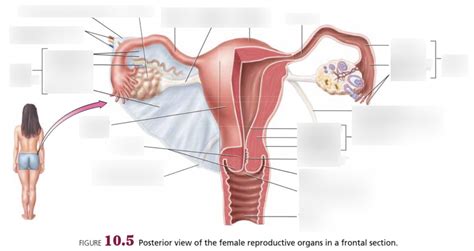 Female Reproductive Organs Diagram Quizlet