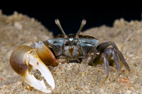 The Last Word On Nothing Fiddler