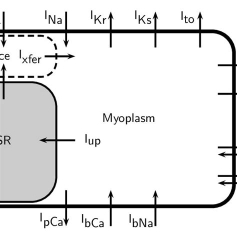 A Schematic View Of The Ionic Currents In The 2006 Human Ventricular