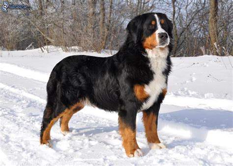 Bernese Mountain Dog Breed Guide Learn About The Bernese Mountain Dog