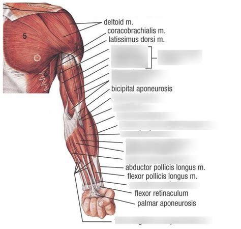 Anatomy Of Arm 1 Diagram Quizlet