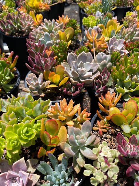 Assorted Succulent Arrangement Live Plants In A 1 Gallon Nursery Pot