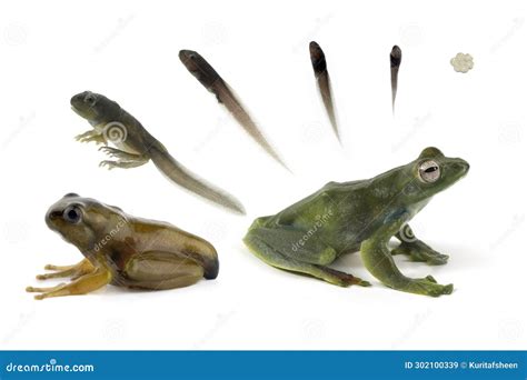 Jade Tree Frog Tadpole Metamorphosis Indonesian Tree Frog Stock Image Image Of Tree Cute